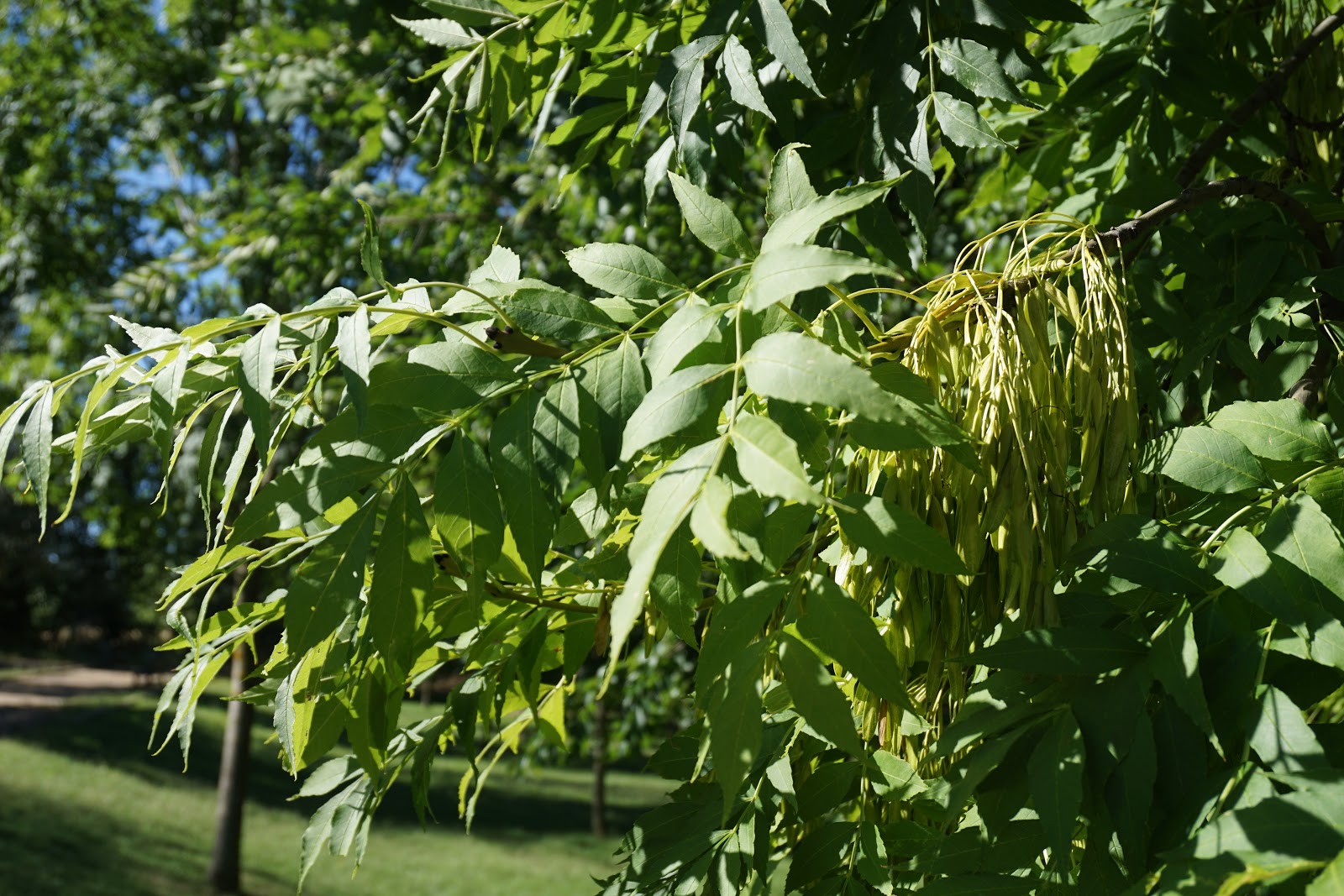 Plantas de Huerta Otea, Salamanca: Fresno común, fresno de hoja ancha ...