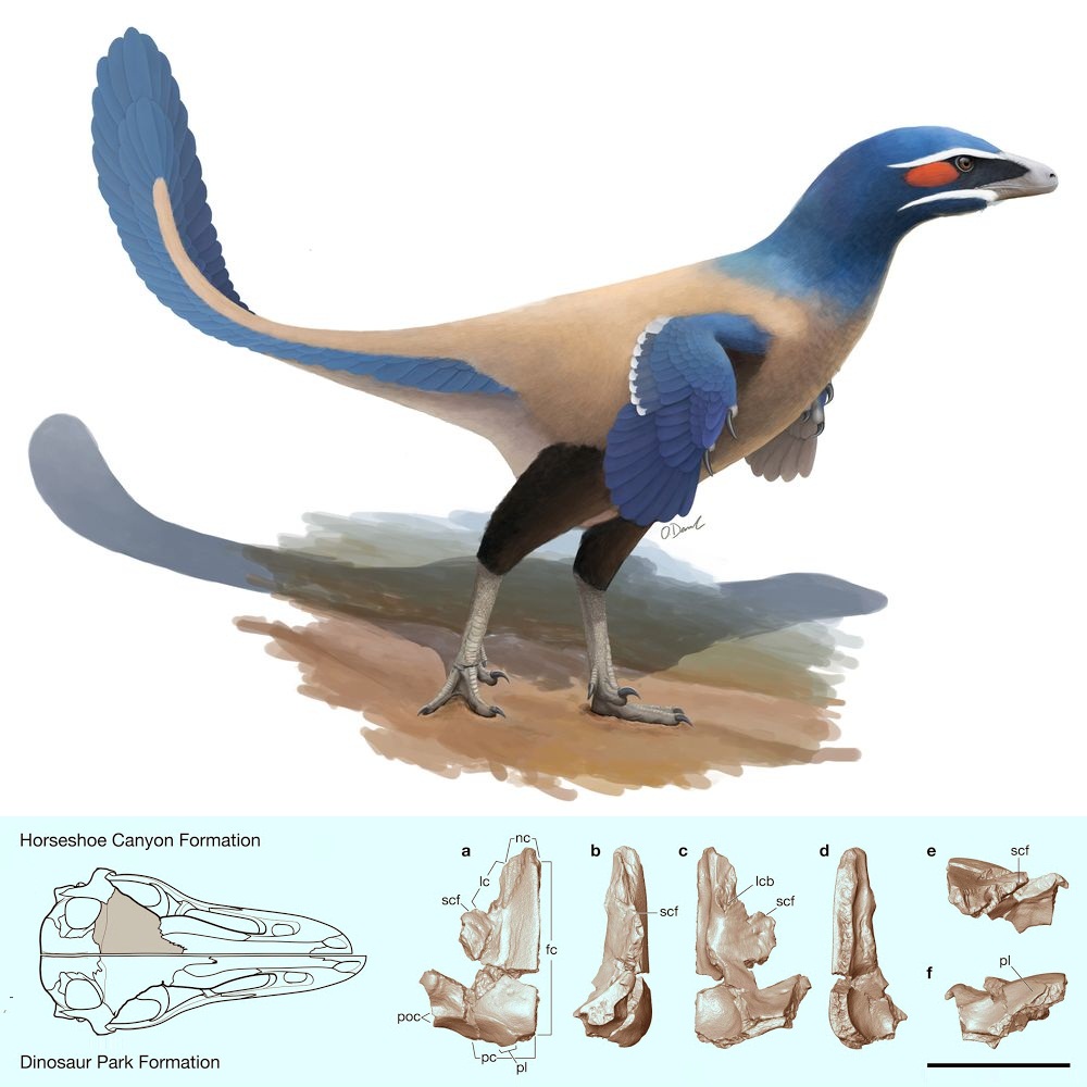 Species New to Science: [Paleontology • 2017] Albertavenator curriei ...