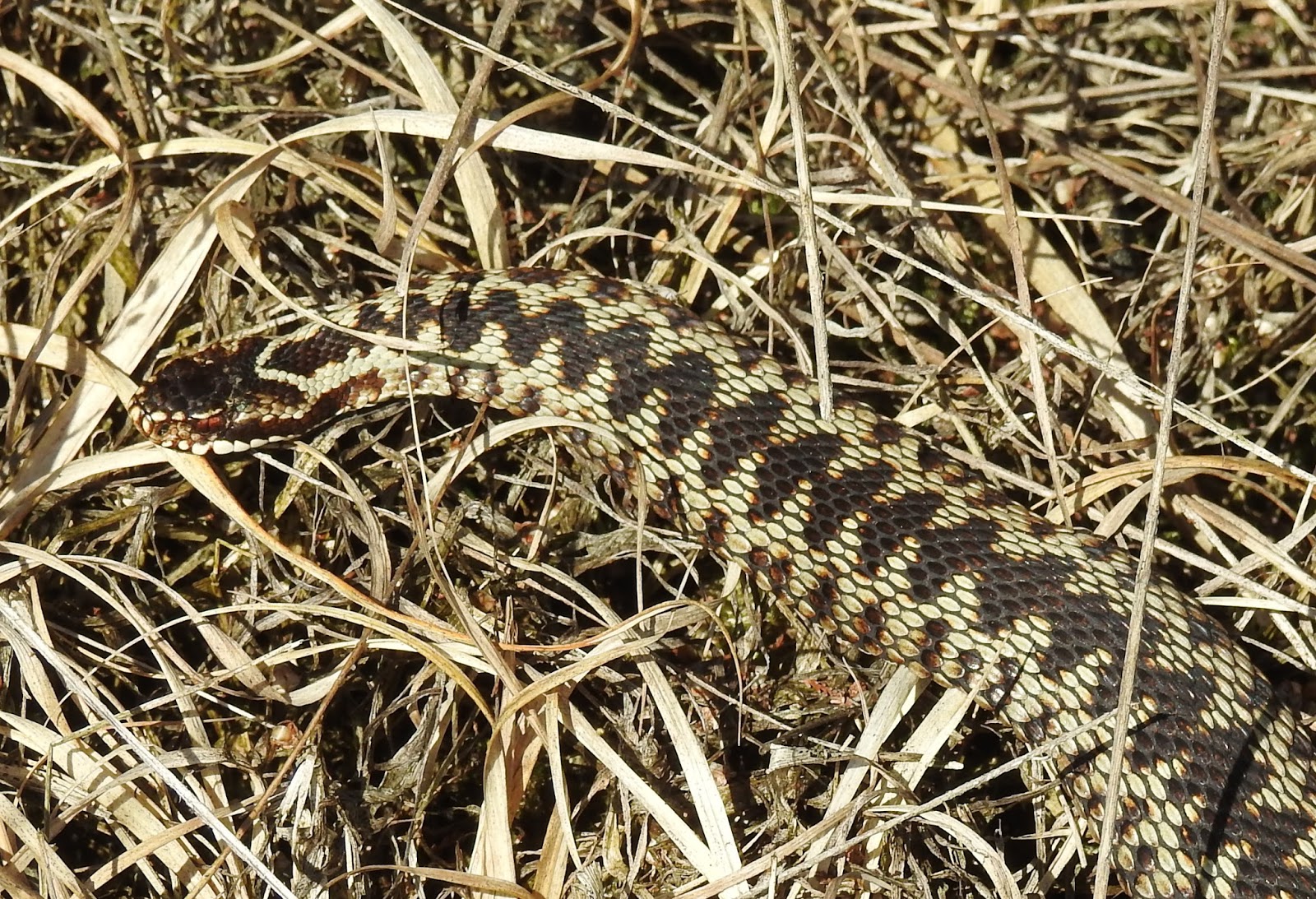 About a Brook: Amazing Adder