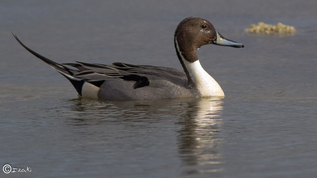 Nosoloaves - Aves del mundo (Birds of the world): Anade rabudo (Anas acuta)