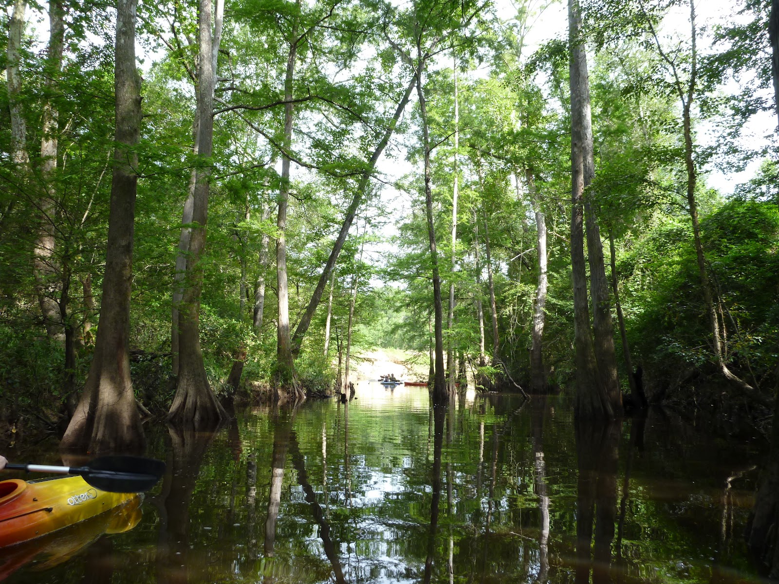 Nature's heart: Cruising the Shaded Waters of Luces Bayou