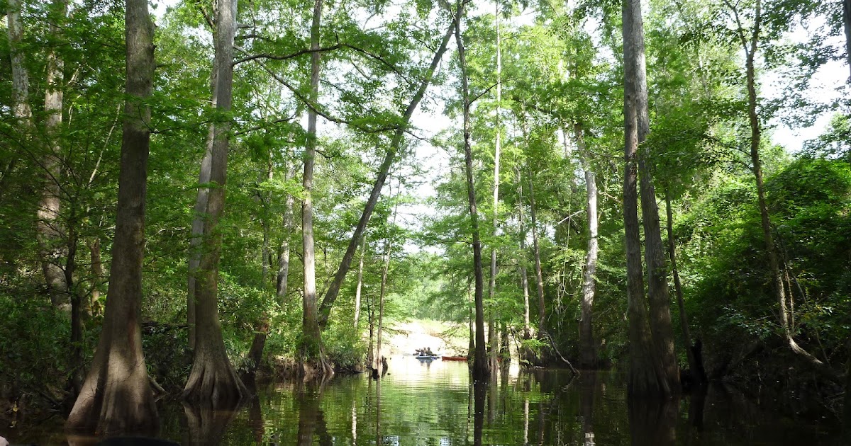 Nature's heart: Cruising the Shaded Waters of Luces Bayou
