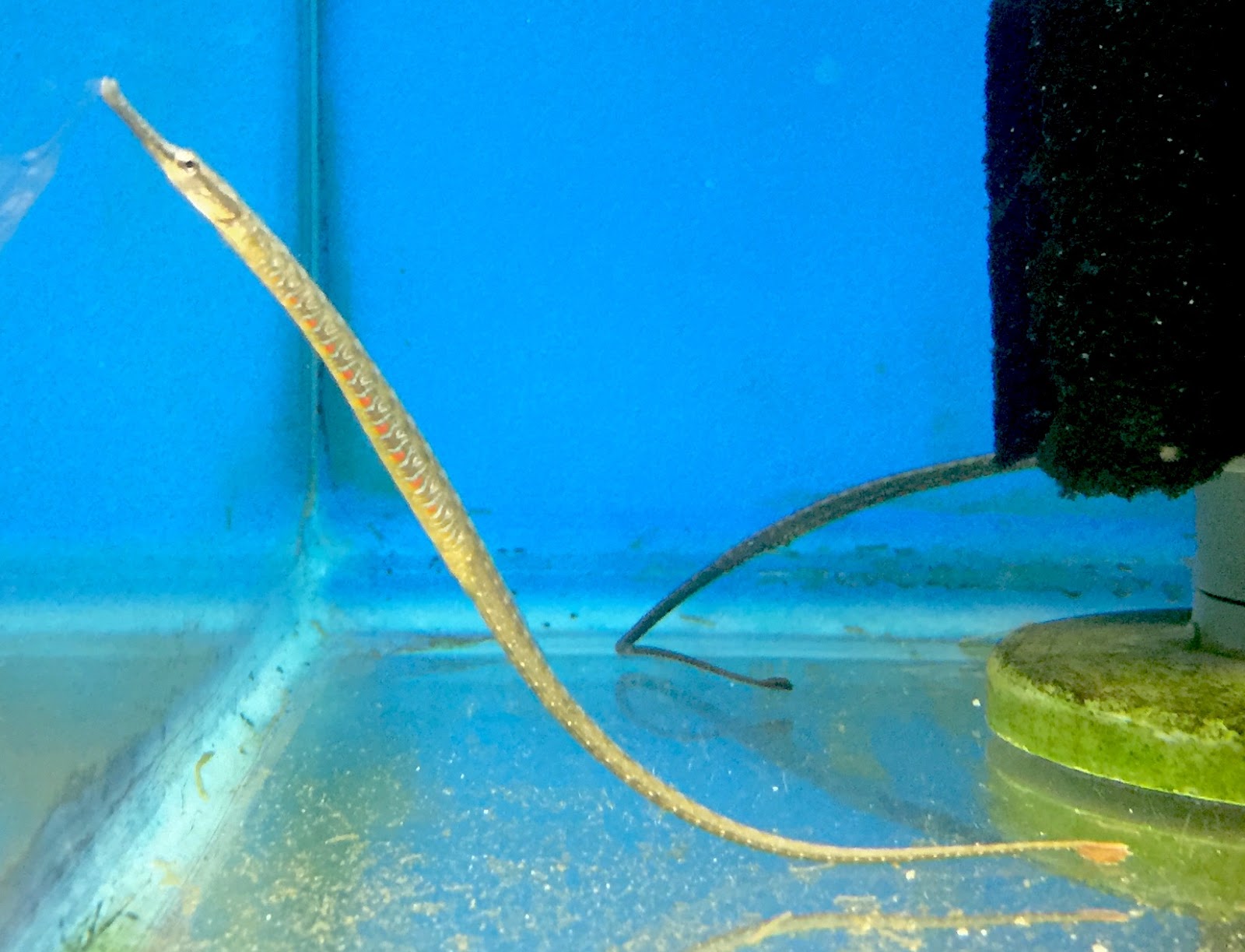 金魚&水族快訊Goldfish & Aquarium Messages: 印度彩虹海龍(Microphis deocata)