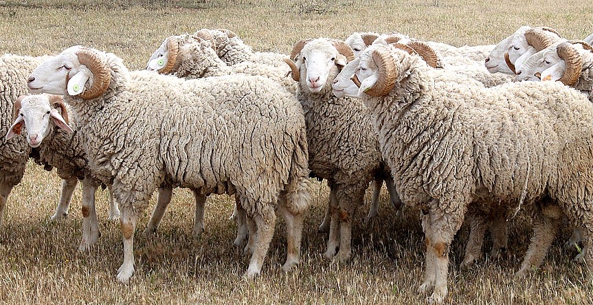 FLASH INFOS: Création d’une première Unité d’élevage privée de race ...