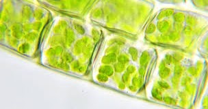 #100 Chloroplasts | Biology Notes for A level