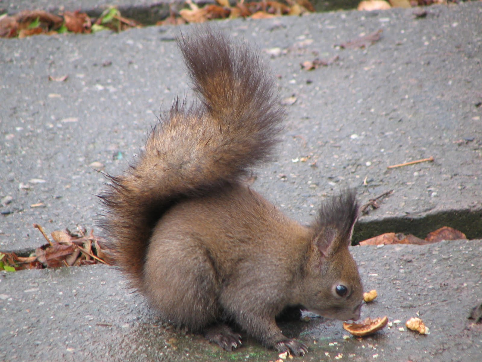 LA MULTI ANI, ROMANIA!: Veverita