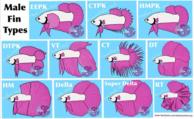 Berita TV Malaysia: Male Betta Fin Types