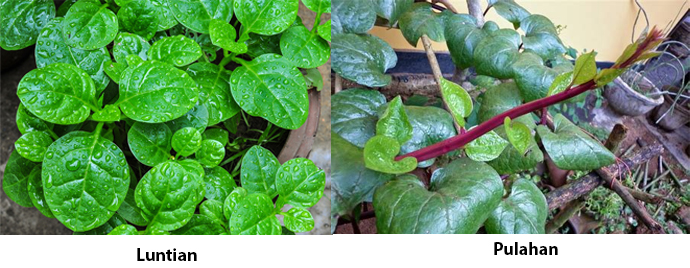 Alugbati Cultivation Guide: All You Need to Know in Planting, Growing ...