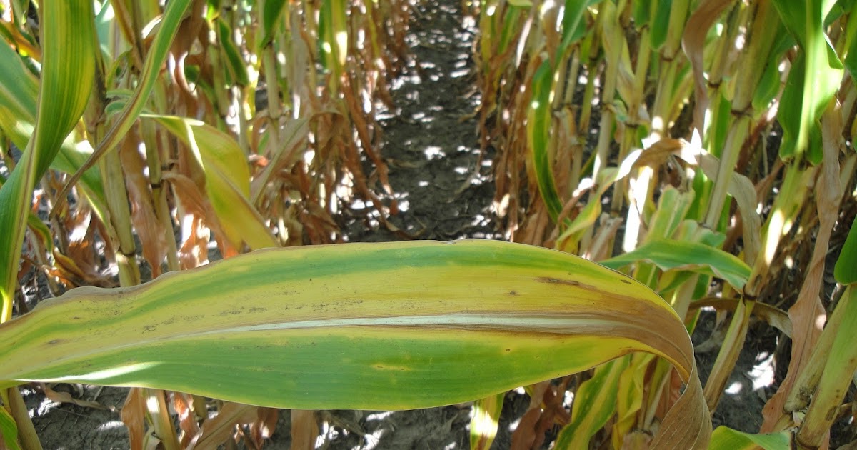Late-season nitrogen deficiency in corn: What you need to know
