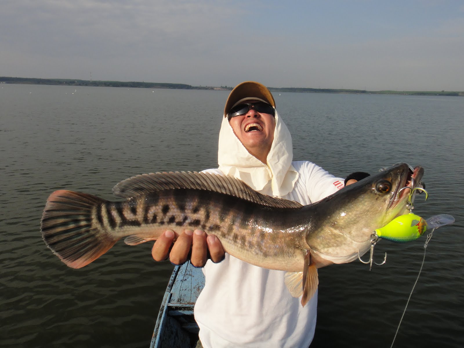 Thailand Giant Snakehead (Toman) And Wild Fishing.: The freestyle Wild ...