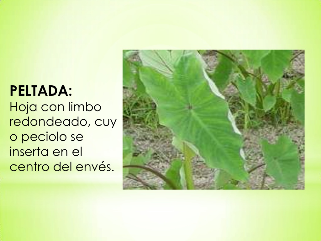 Practicas laboratorio parte vegetativa de las plantas - Morfología - UDEC