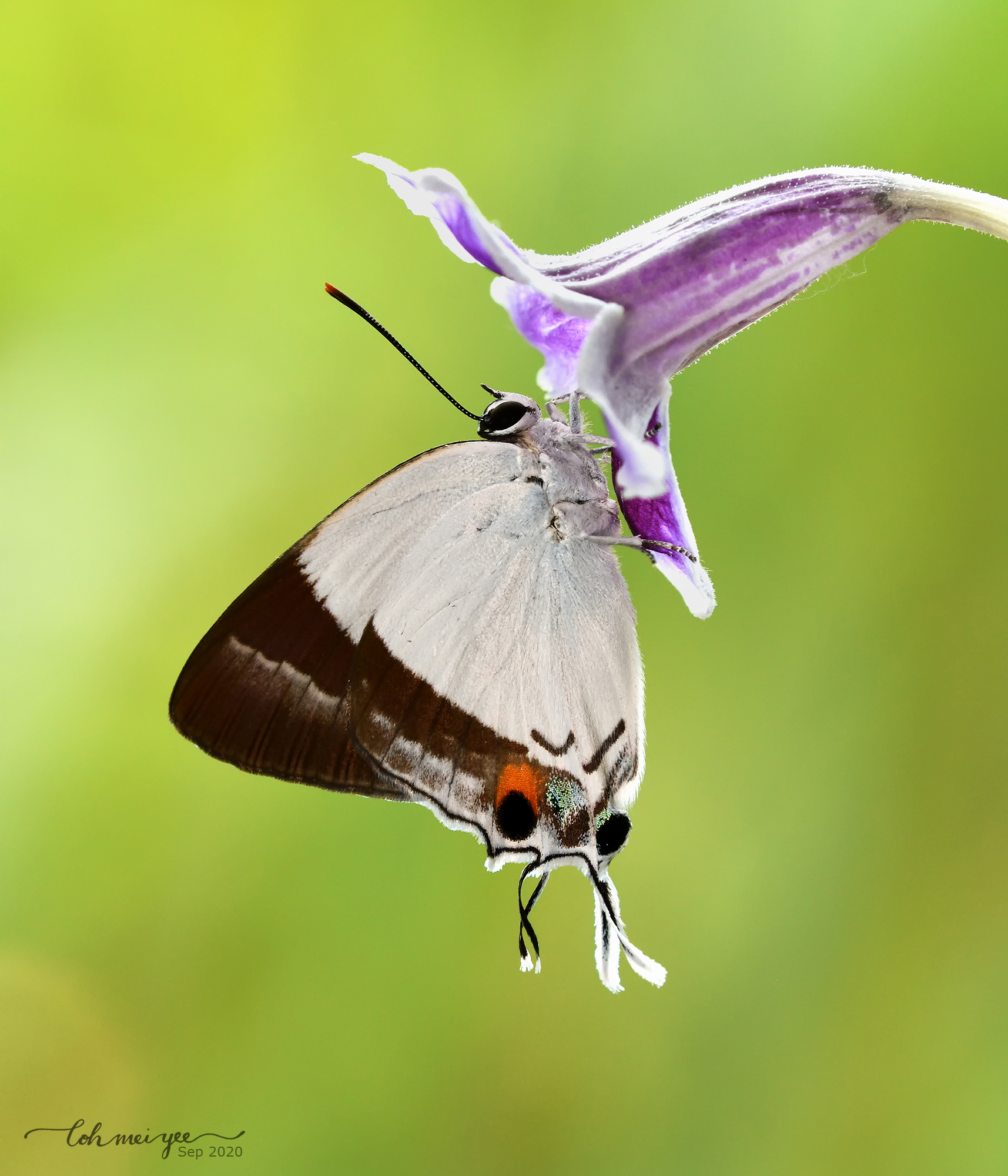 Butterflies of Singapore: Life History of the Banded Royal