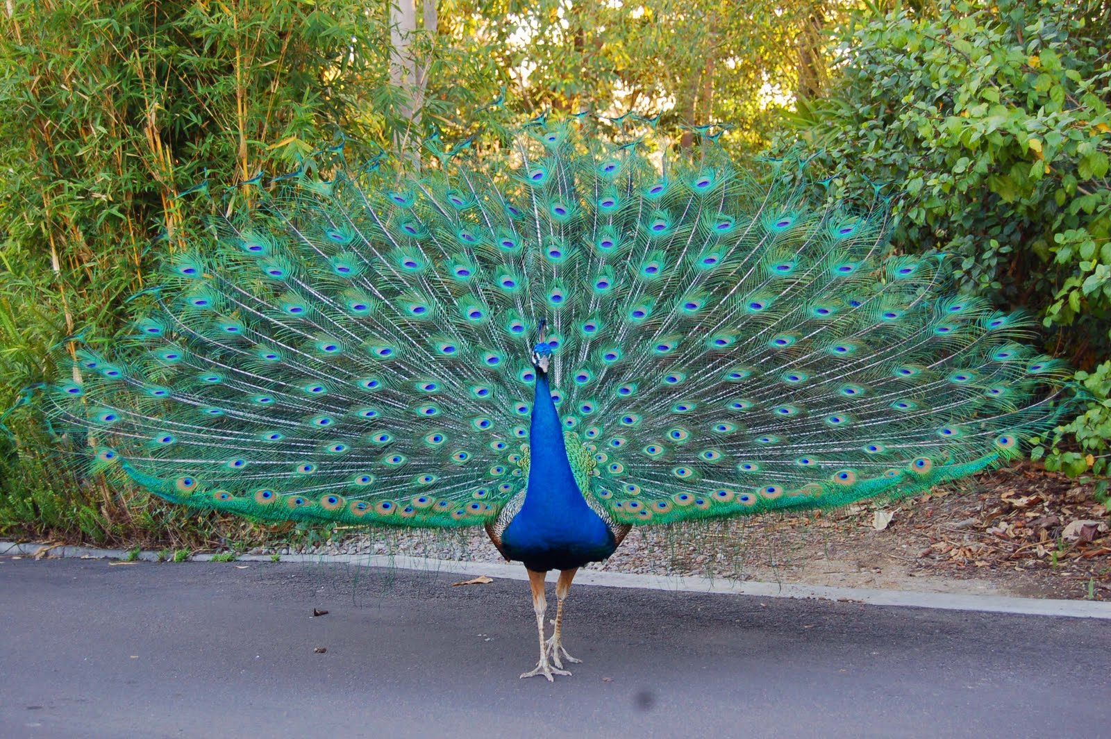 Peafowl - True Wildlife Creatures