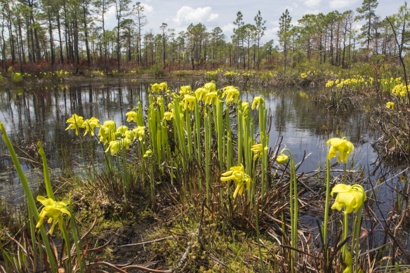 Kimsey's Camping: Cape Fear and The Green Swamp