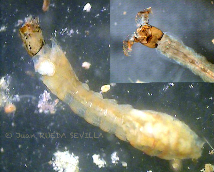 Macroinvertebrados acuáticos: Mosca negra en la Comunidad Valenciana.