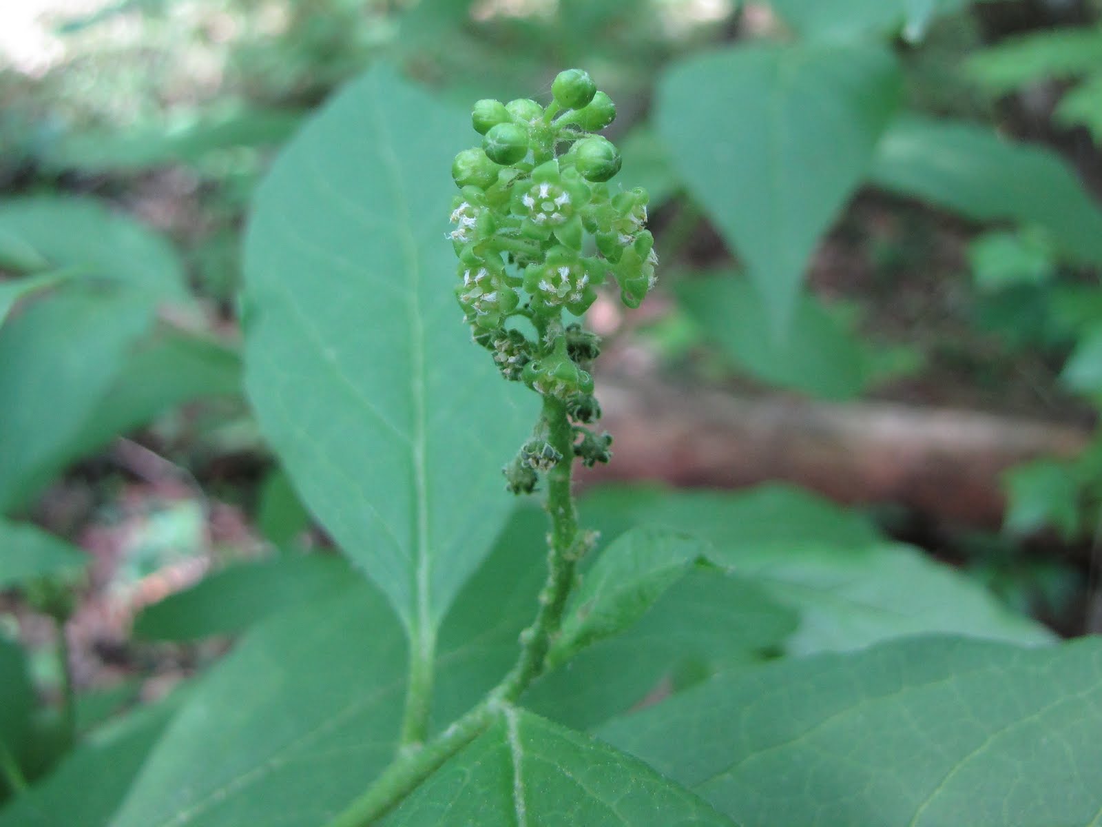 Get Your Botany On!: South Carolina Highlights, Part 1