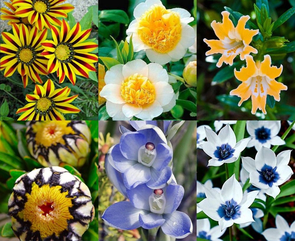 Keindahan Bunga Dan Peribahasa Melayu - Relaks Minda