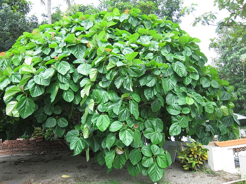 HOW TO GROW THE 'ELEPHANT EAR' FIG - Ficus auriculata |The Garden of Eaden