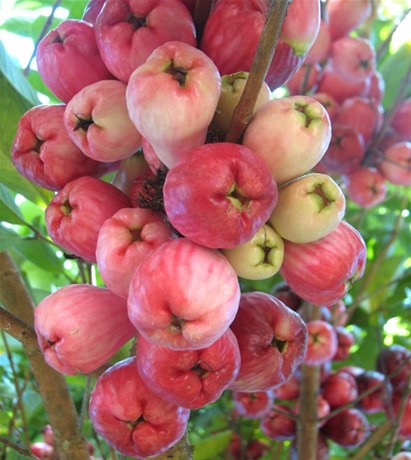 El cajuil, árbol que da doble fruto y beneficios - Información Digital ...