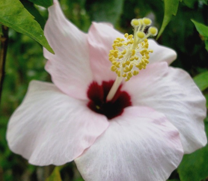 Hibiscusrosasinensis: Jenis-jenis bunga sepatu