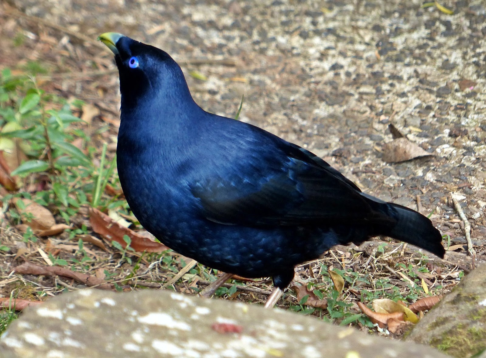 A.W.Birder: Always on the lookout for fine birds...: Australian ...