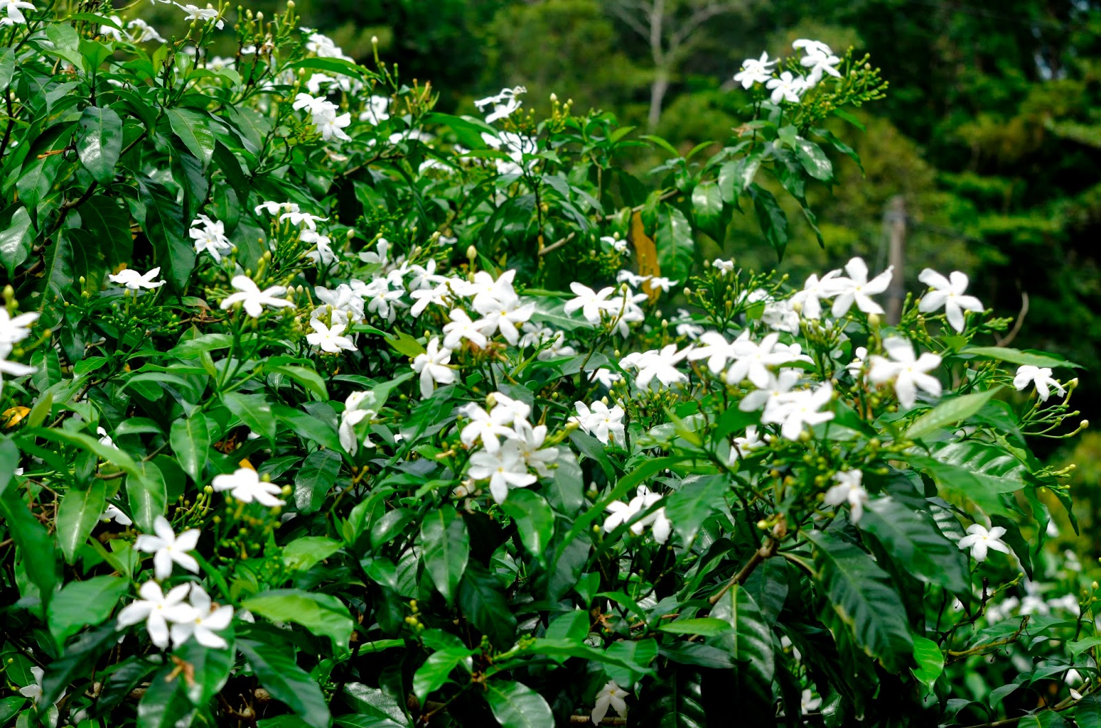 Laman Kambatik Plants list (4th ed.): Pinwheel flower (Tabernaemontana ...