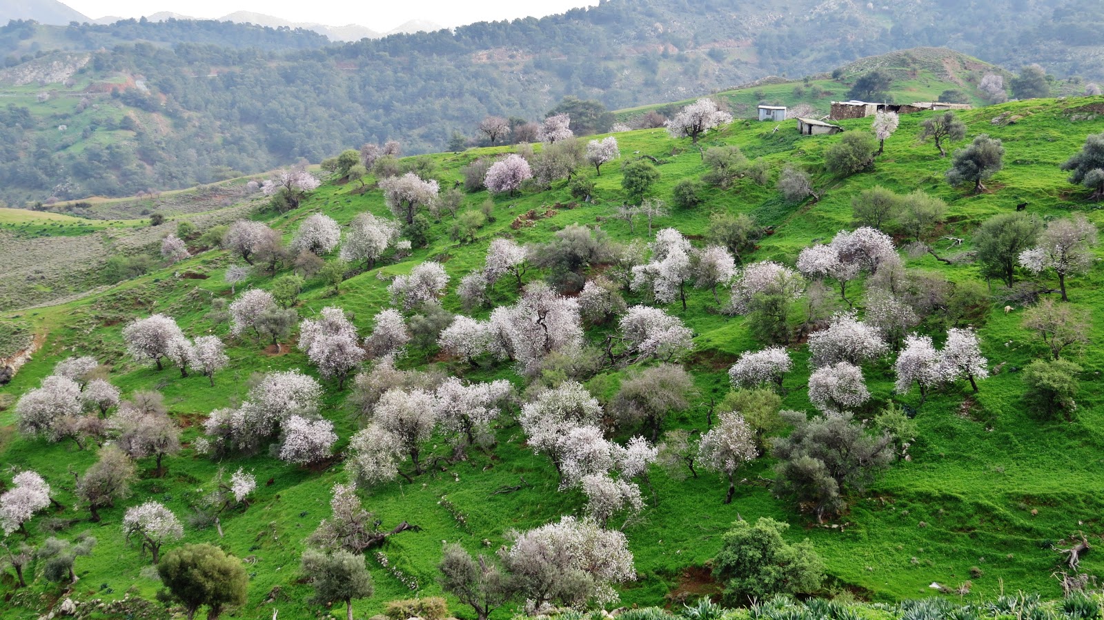 Biodiversity of Cyprus by NGO Protection of the Natural Heritage and ...