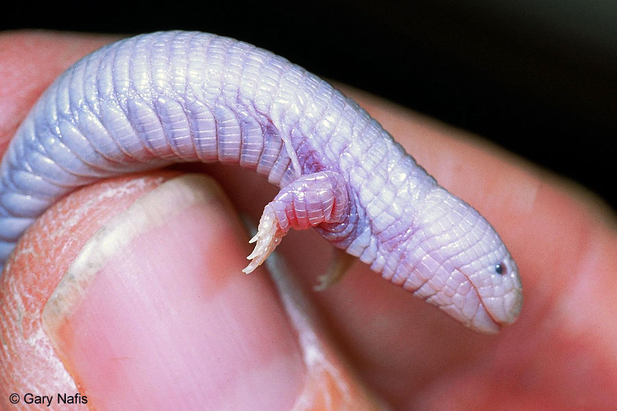 Los Animales y sus Humanos: Bipes Biporus