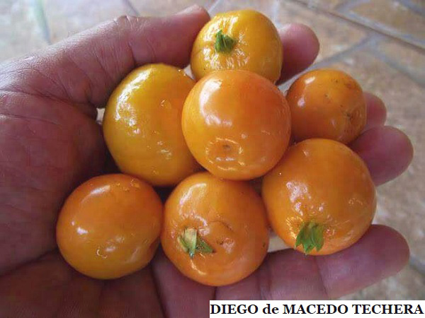 Viveiro Ciprest - Plantas Nativas e Exóticas: Ubaia Amarela ( Eugenia ...