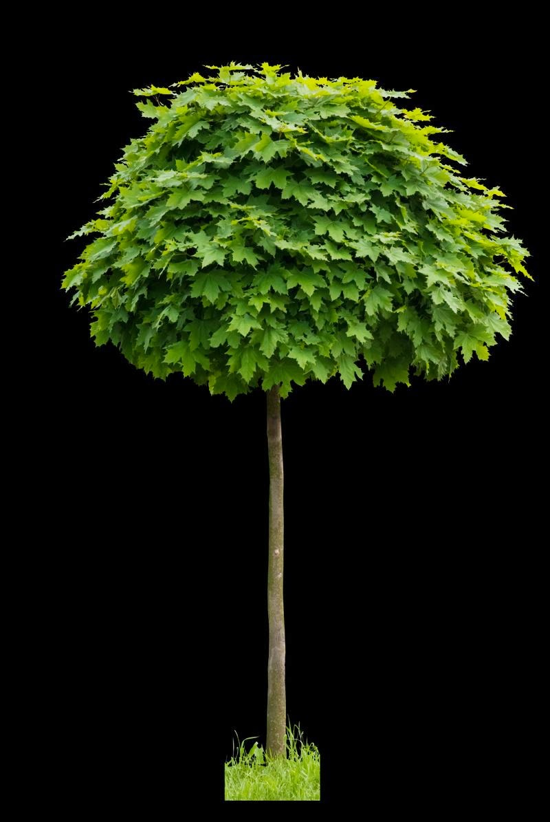 FreeDeeLab / TrzyDeLab: FREEBIES -HQ and detailed alpha masked tree (PNG)