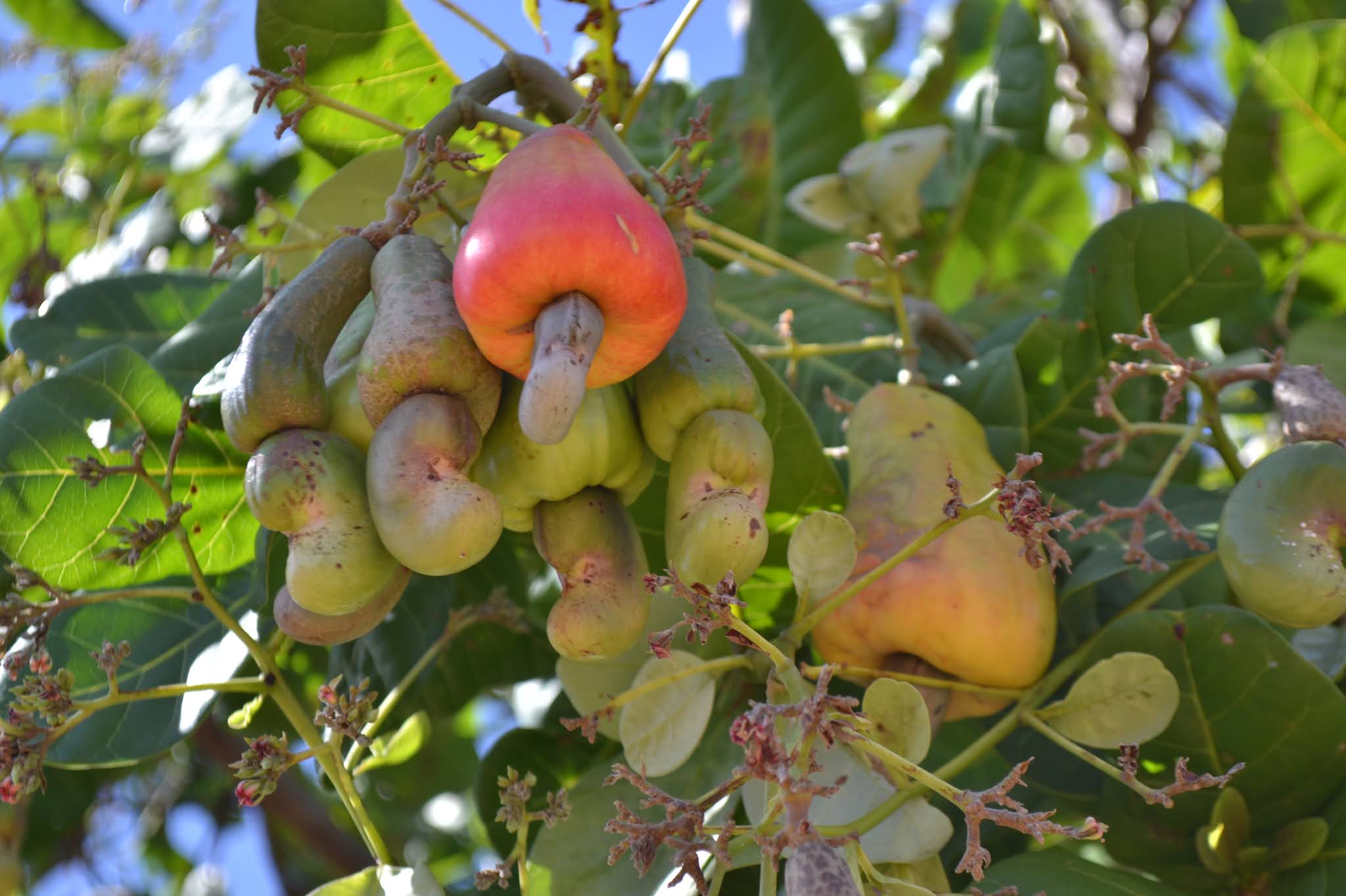 Começou a colheita do caju
