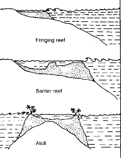 Types of Coral Reef