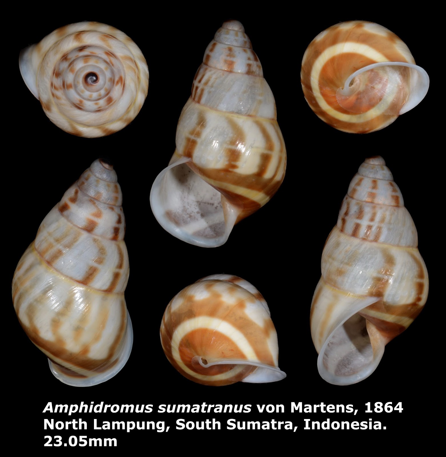 Dr. Lee's Gallery Museum: Amphidromus sumatranus 21.61 to 27.9mm