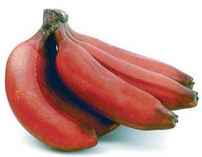 Cambur Rojo o Morado | Beneficios y Propiedades | actualidad-24.com