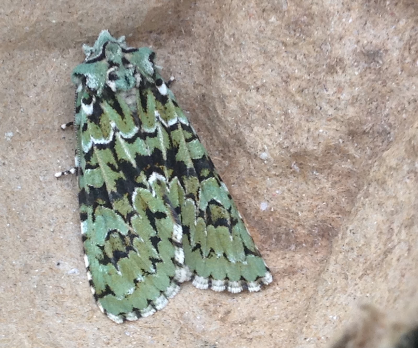 Martin's Moths: Top moth
