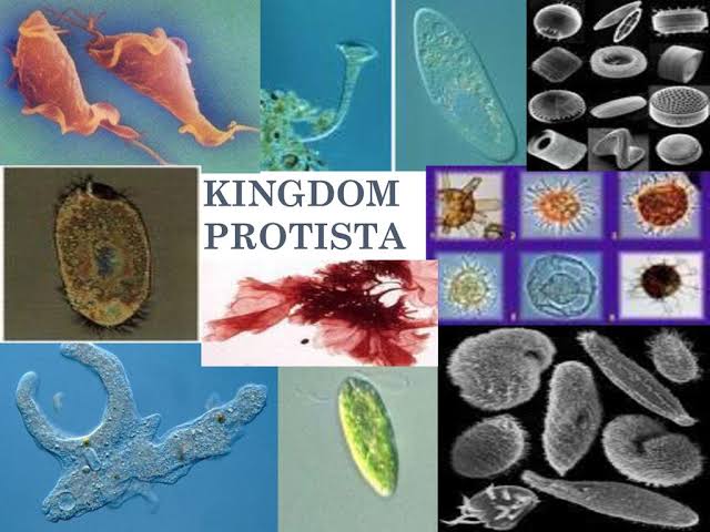 Kingdom Protista- classification, characters, Examples