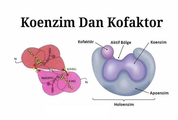 BIOLOGI GONZAGA: ENZIM METABOLISME