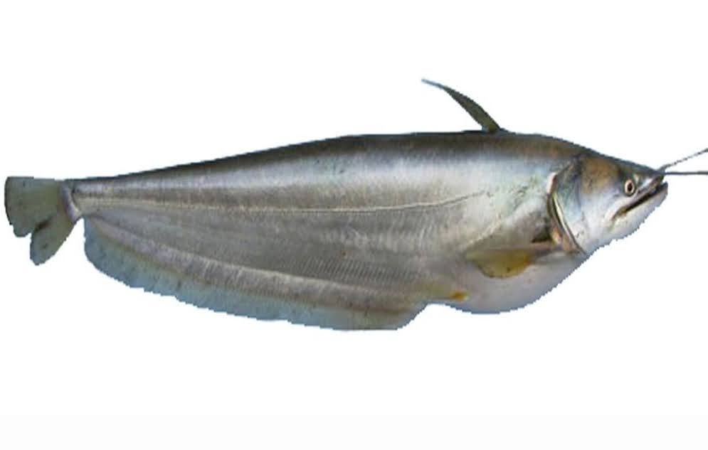 KERALA THE LAND OF RIVERS /FISHES WATERFALLS/ BEACH/ LAKE/ DAMS ...