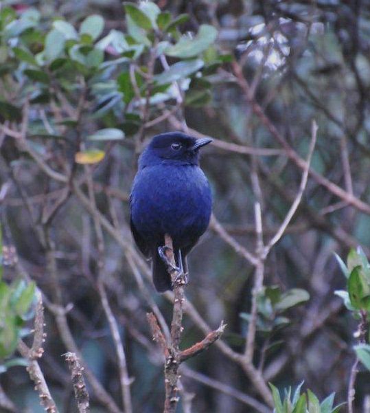 Lanka Arangaya - Sri Lankan Whistling -Thrust (Myophonus blighi)