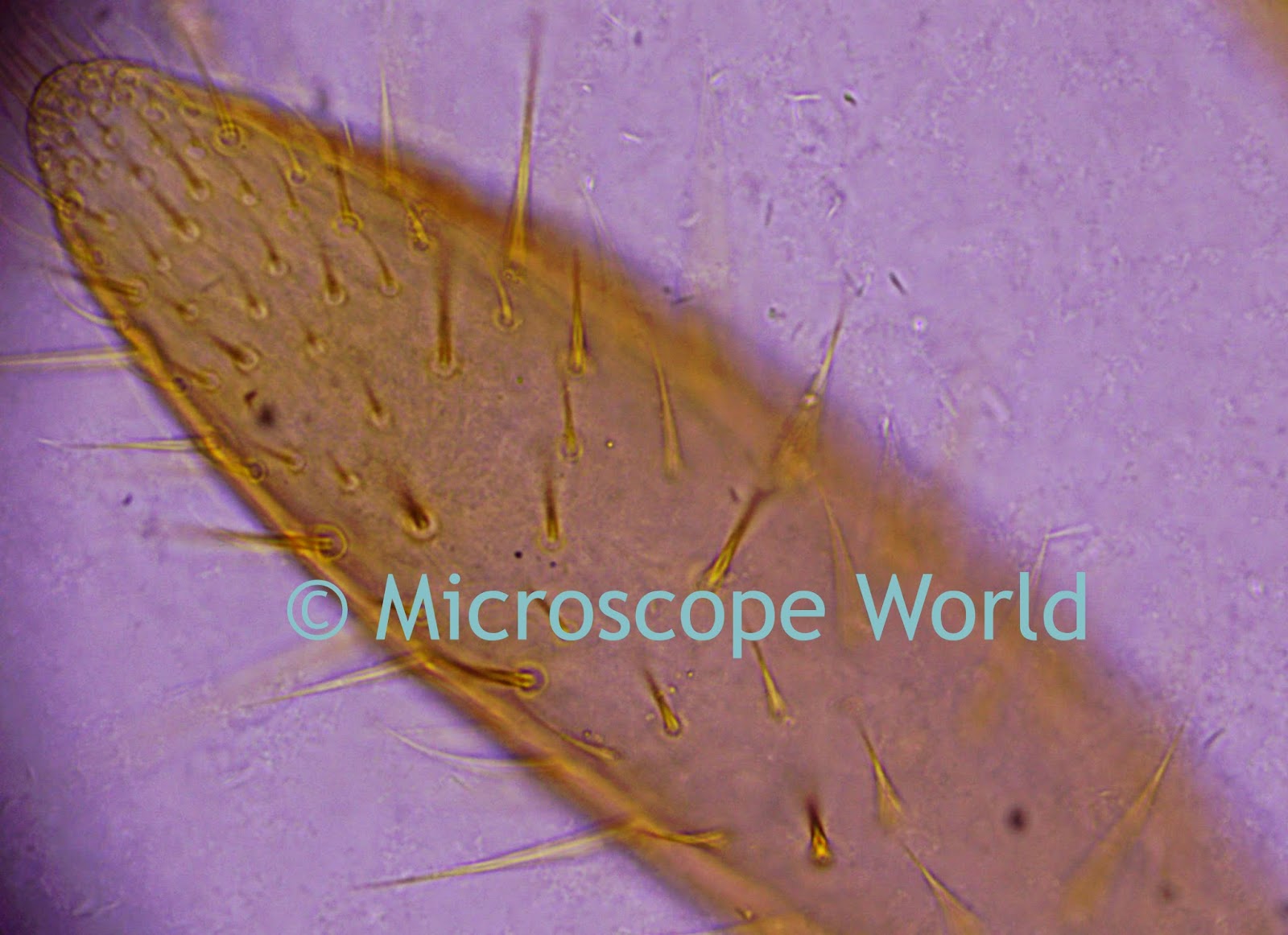 Microscope World Blog Ants Under The Microscope