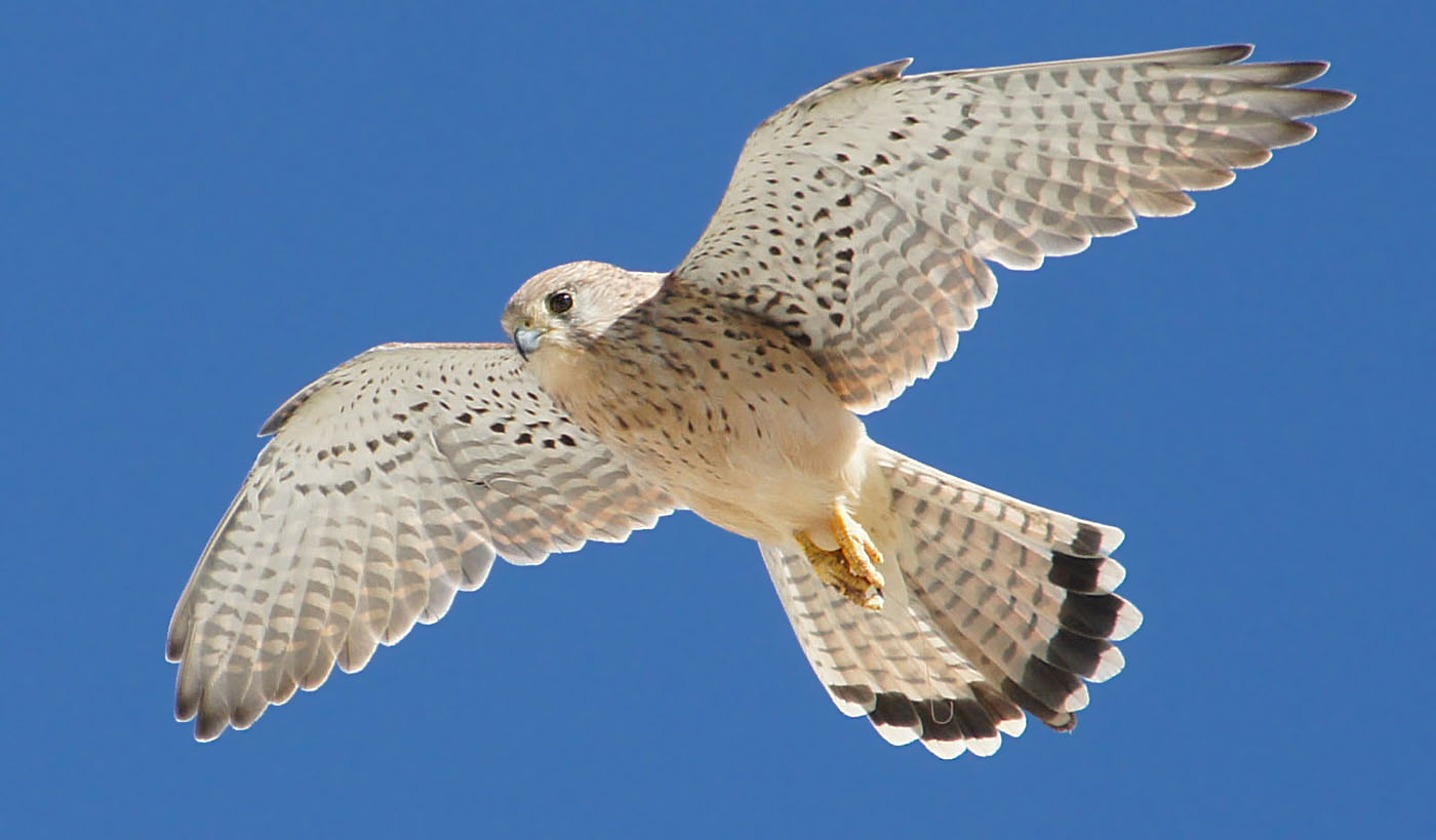 ИКАР - блогът на Боряна Антимова: Що за птица си според датата на раждане