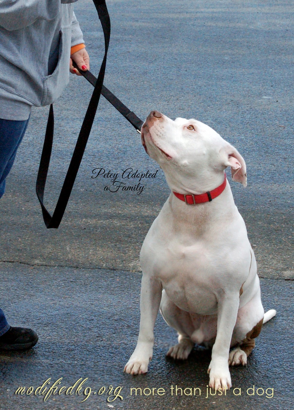 Modified k9: Eye Contact - Teaching your dog to focus on you.