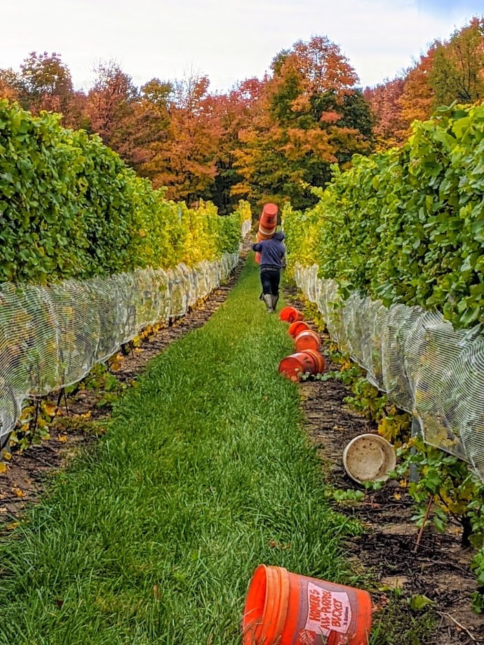 The Wine Write: Catching Up With Thomas Houseman of 2 Lads Winery