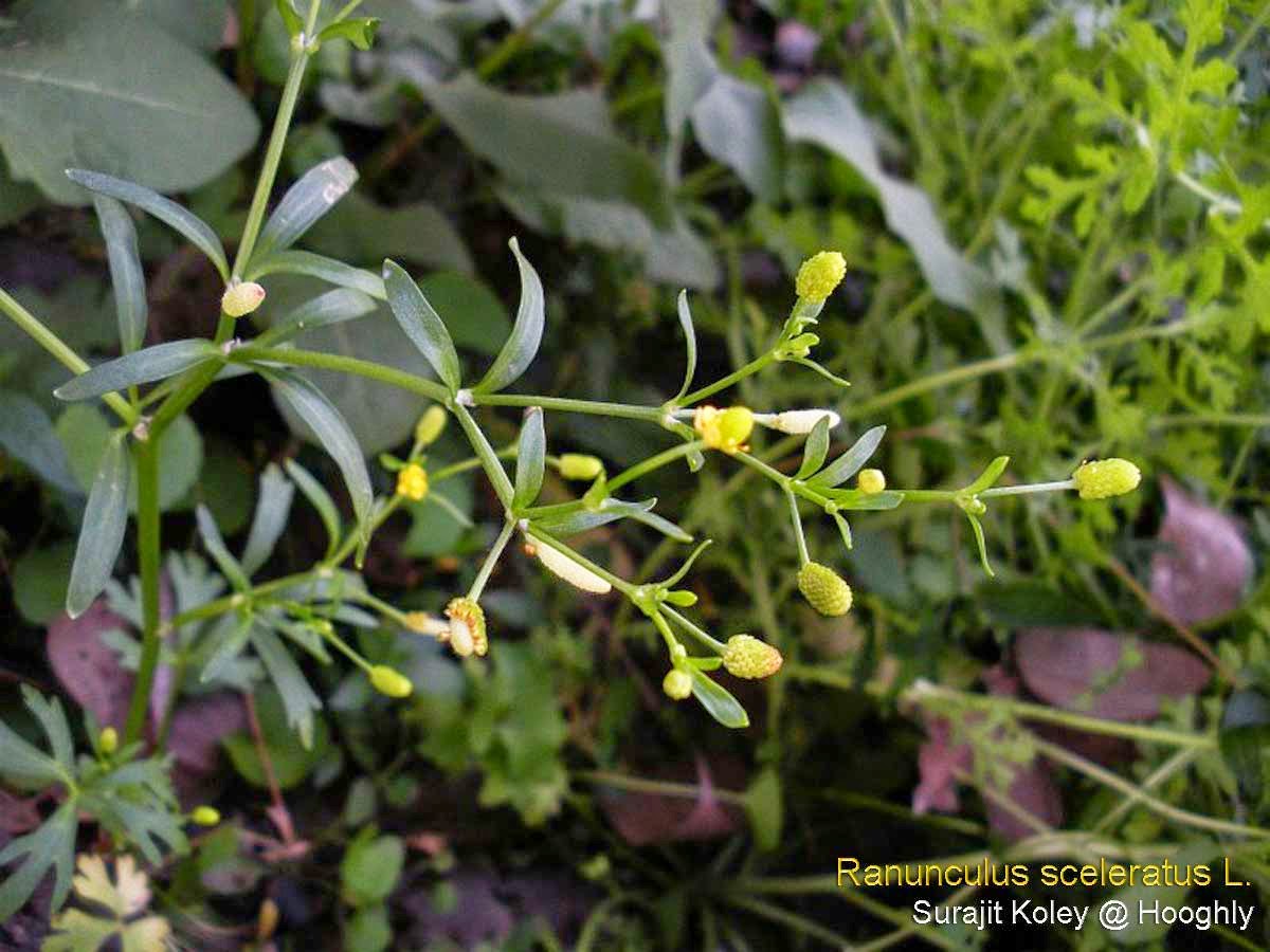 Medicinal Plants: Ranunculus sceleratus, Cursed Buttercup, Nasa ...