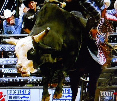 Rank: Bull Riding News: The Dr. Proctor Clones