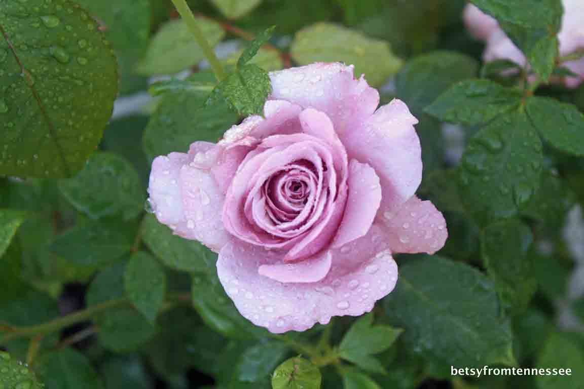 JOYFUL REFLECTIONS: ROSES in our YARD 2013