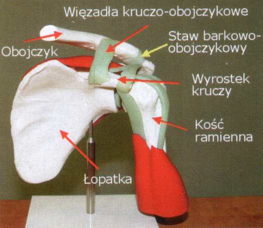 Połamany Obojczyk - Trening i zdrowie - Forum Szosowe