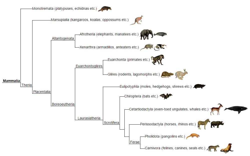 Apuntes de Biodiversidad: Sistemática, taxonomía y filogenética