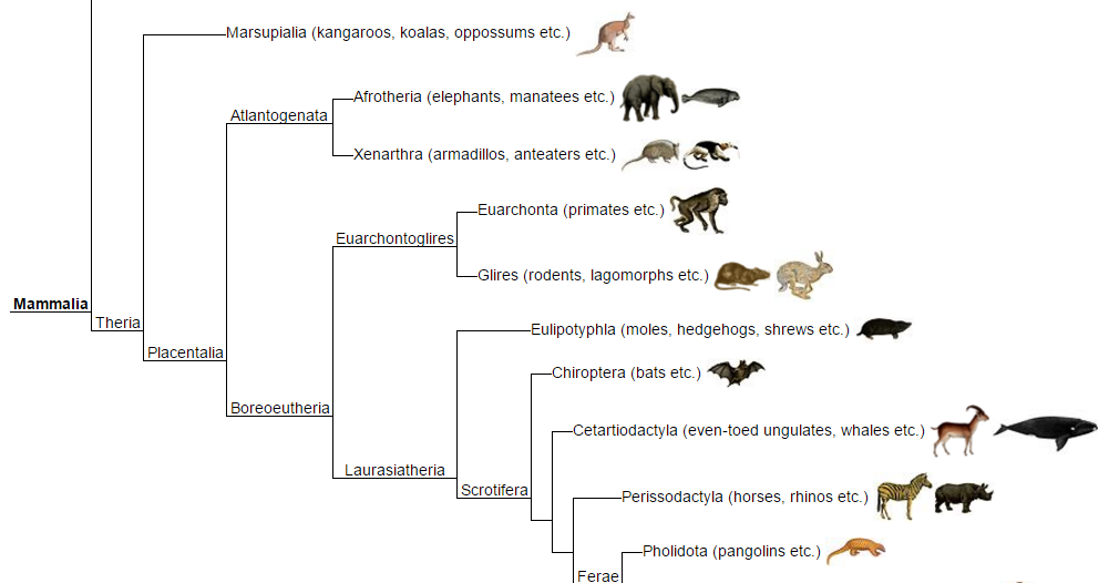 Apuntes de Biodiversidad: Sistemática, taxonomía y filogenética