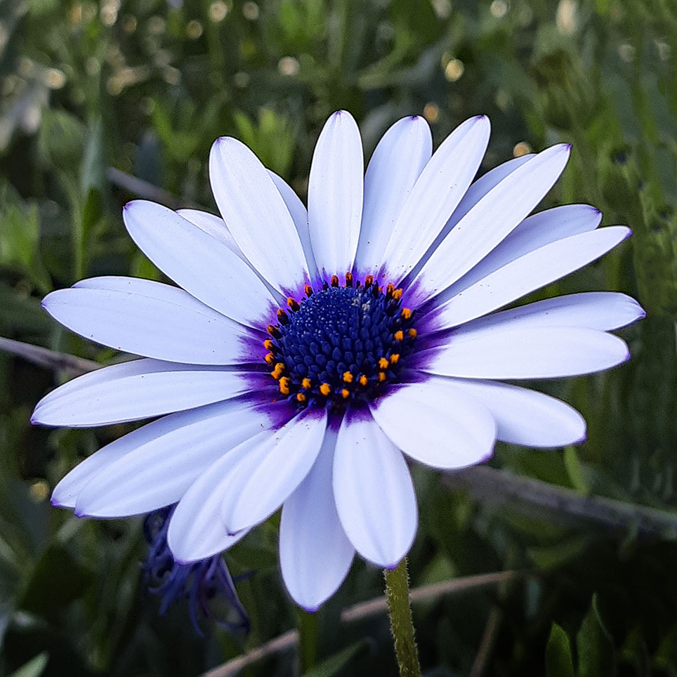 Luz y artes: La chulería natural de una flor chula